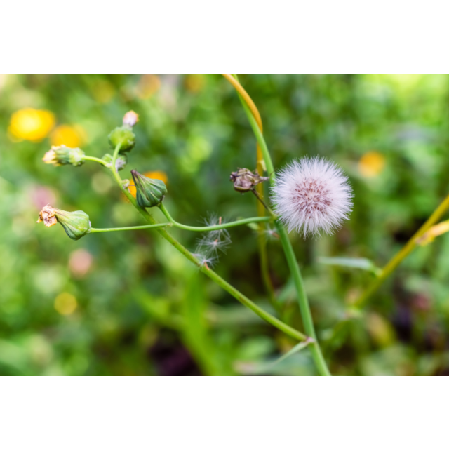 Gewone Melkdistel - Roundup Tuin